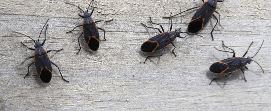 July 2015 Blogs | Fort Lauderdale Pest Removal Company