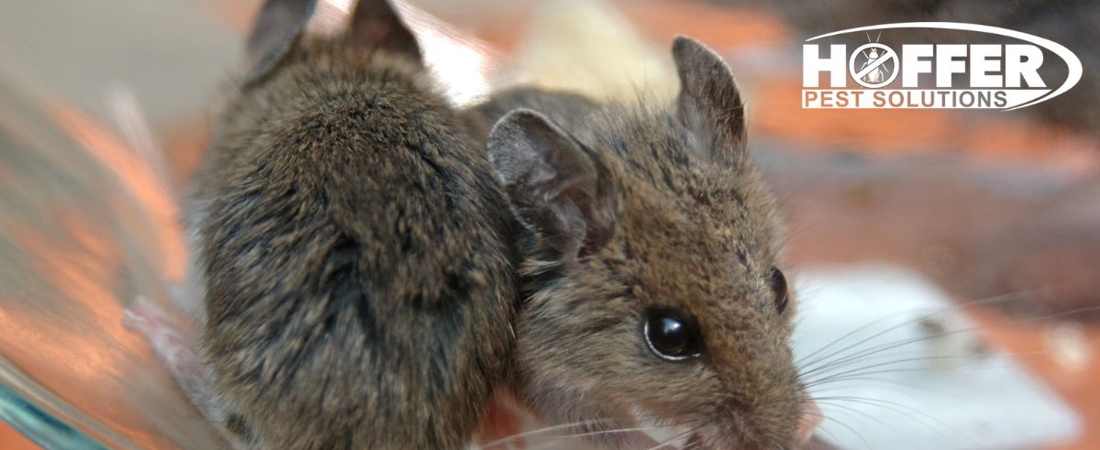 November 2024 Blogs | Hoffer Pest Solutions