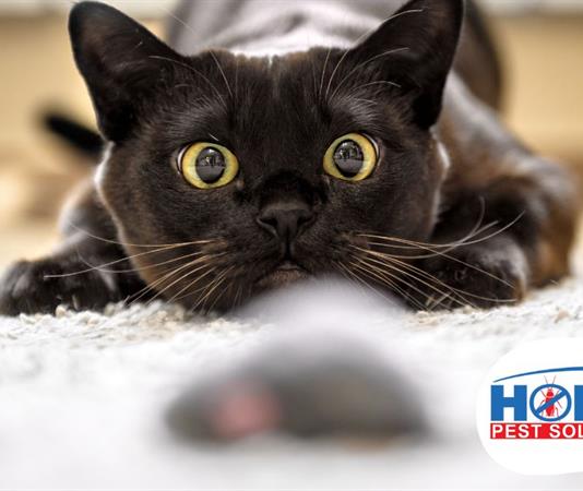 2023 Blogs | Hoffer Pest Solutions