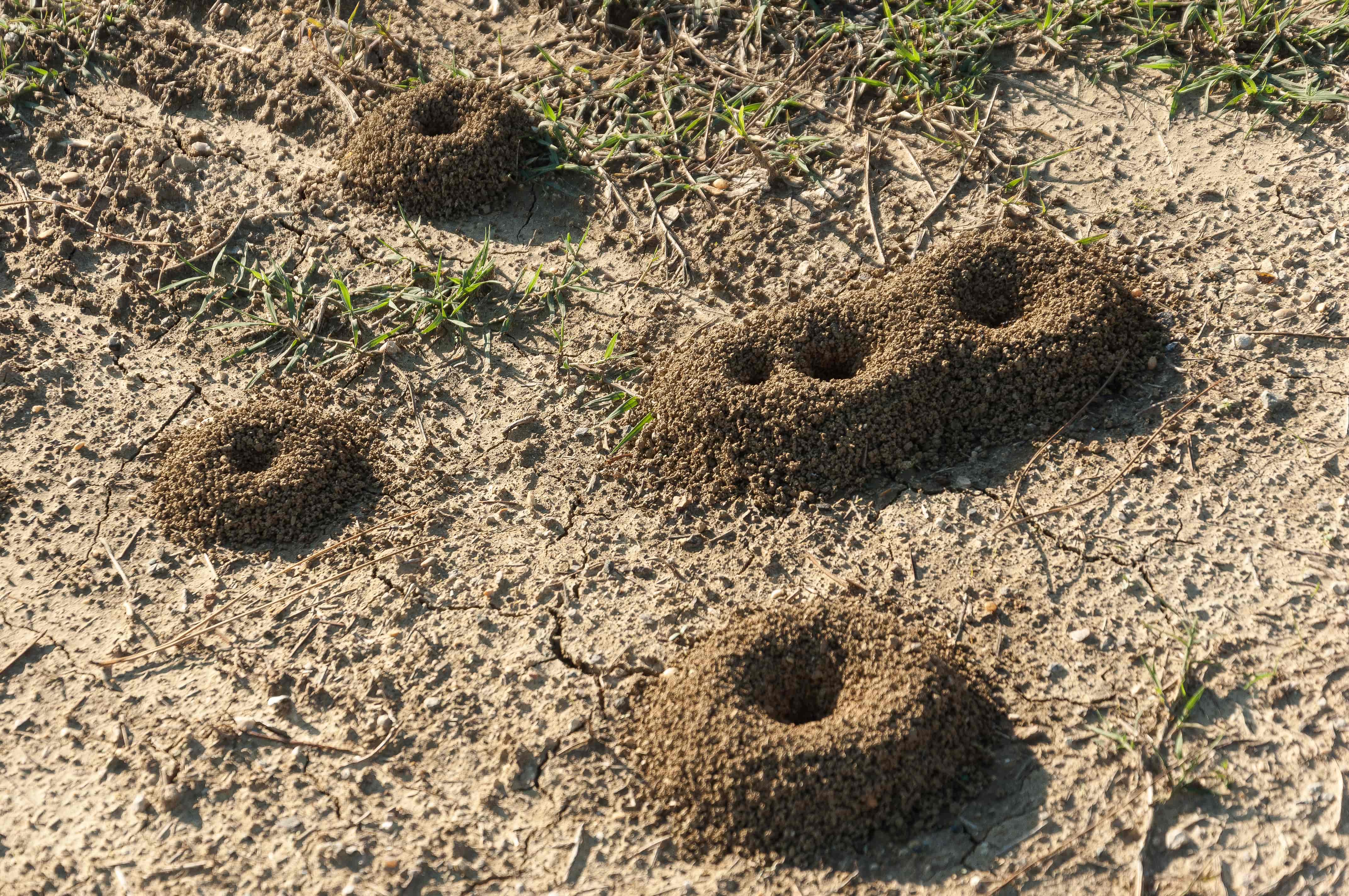 The Ultimate Guide to Getting Rid of Ant Hills in Florida