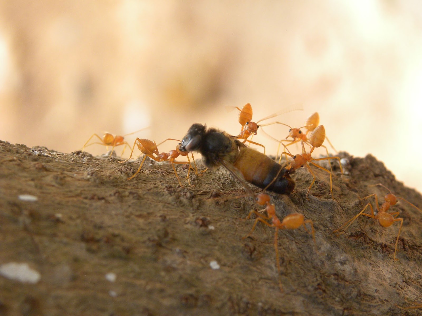 Electric Ants in Florida: Spot, Eliminate & Prevent Infestations