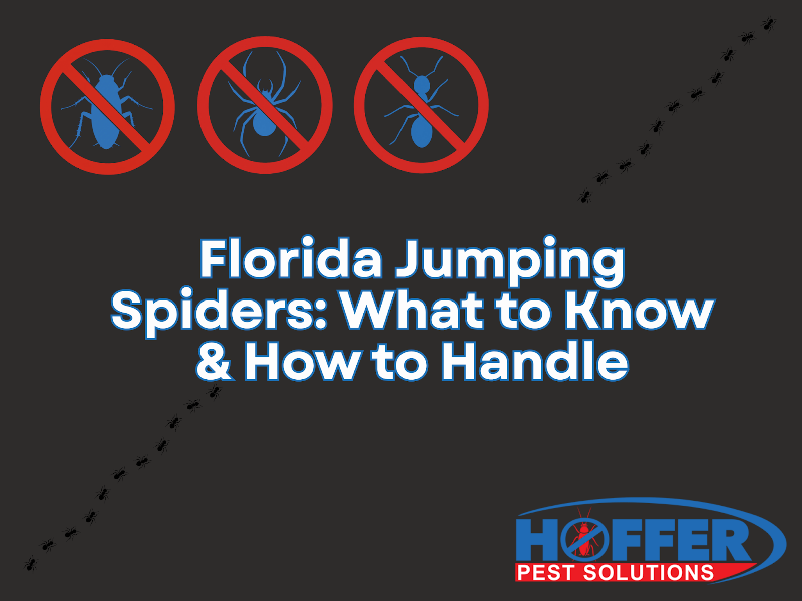 Florida Jumping Spiders: What to Know & How to Handle