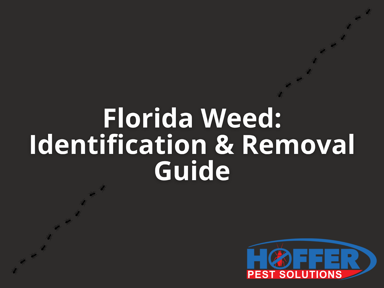 Florida Weed Identification & Removal Guide | Hoffer Pest