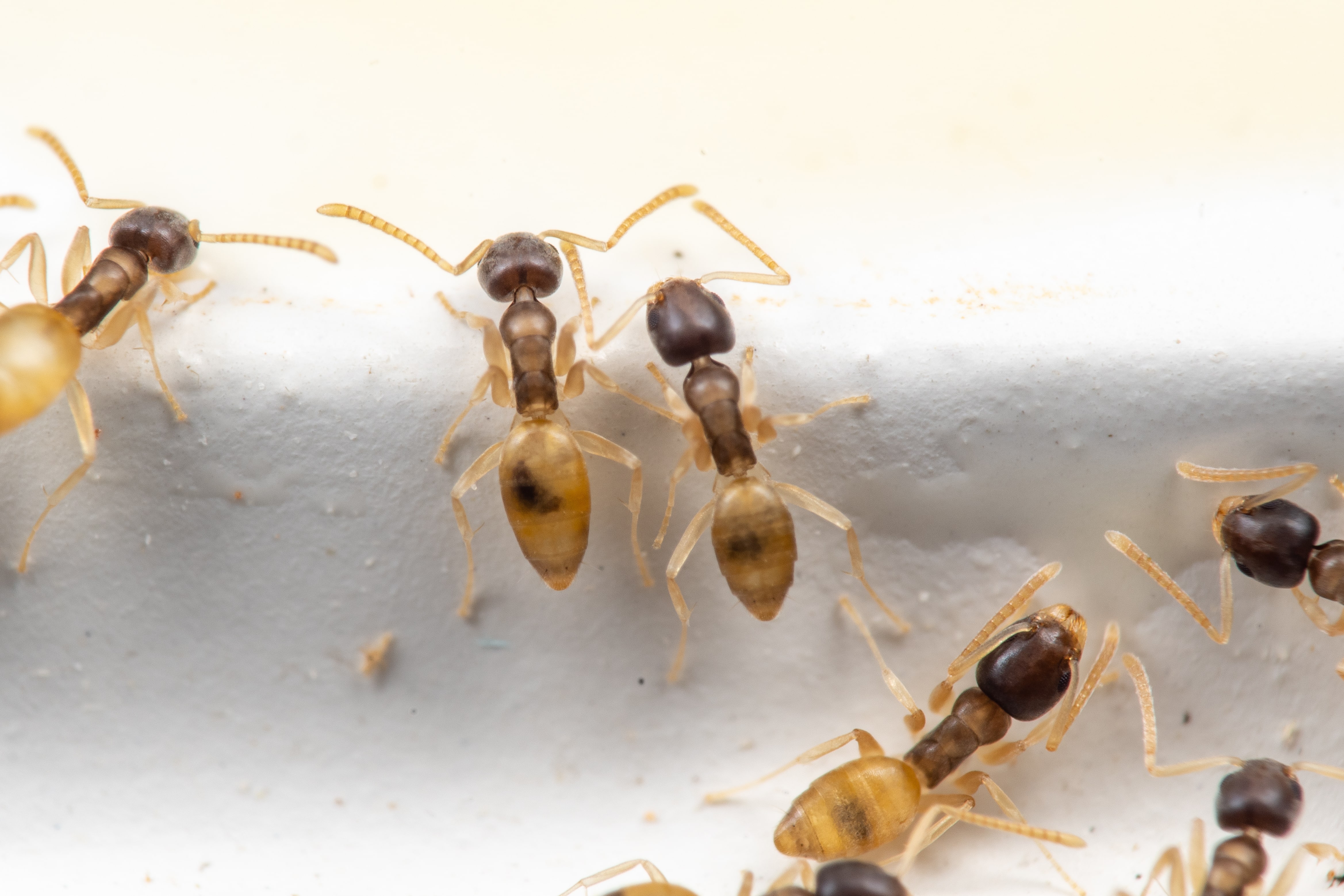 Get Rid Of Ghost Ants In Florida: DIY Solutions