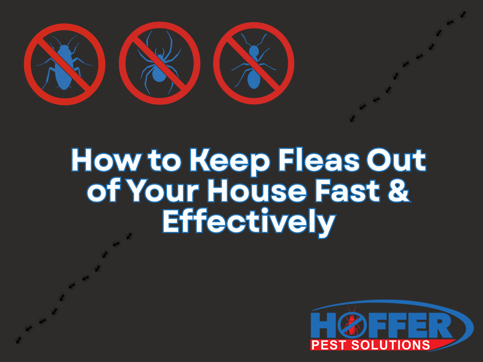 How to Keep Fleas Out of Your House Fast & Effectively