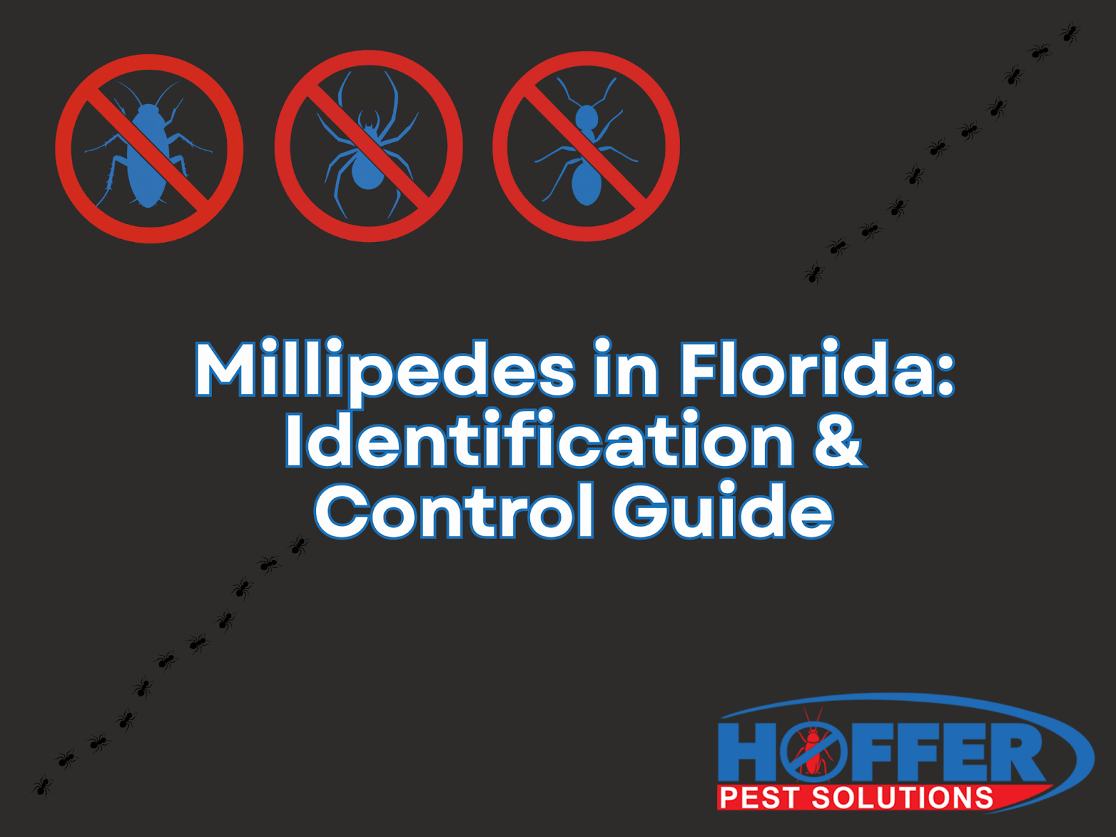 Millipedes in Florida: Identification & Control Guide