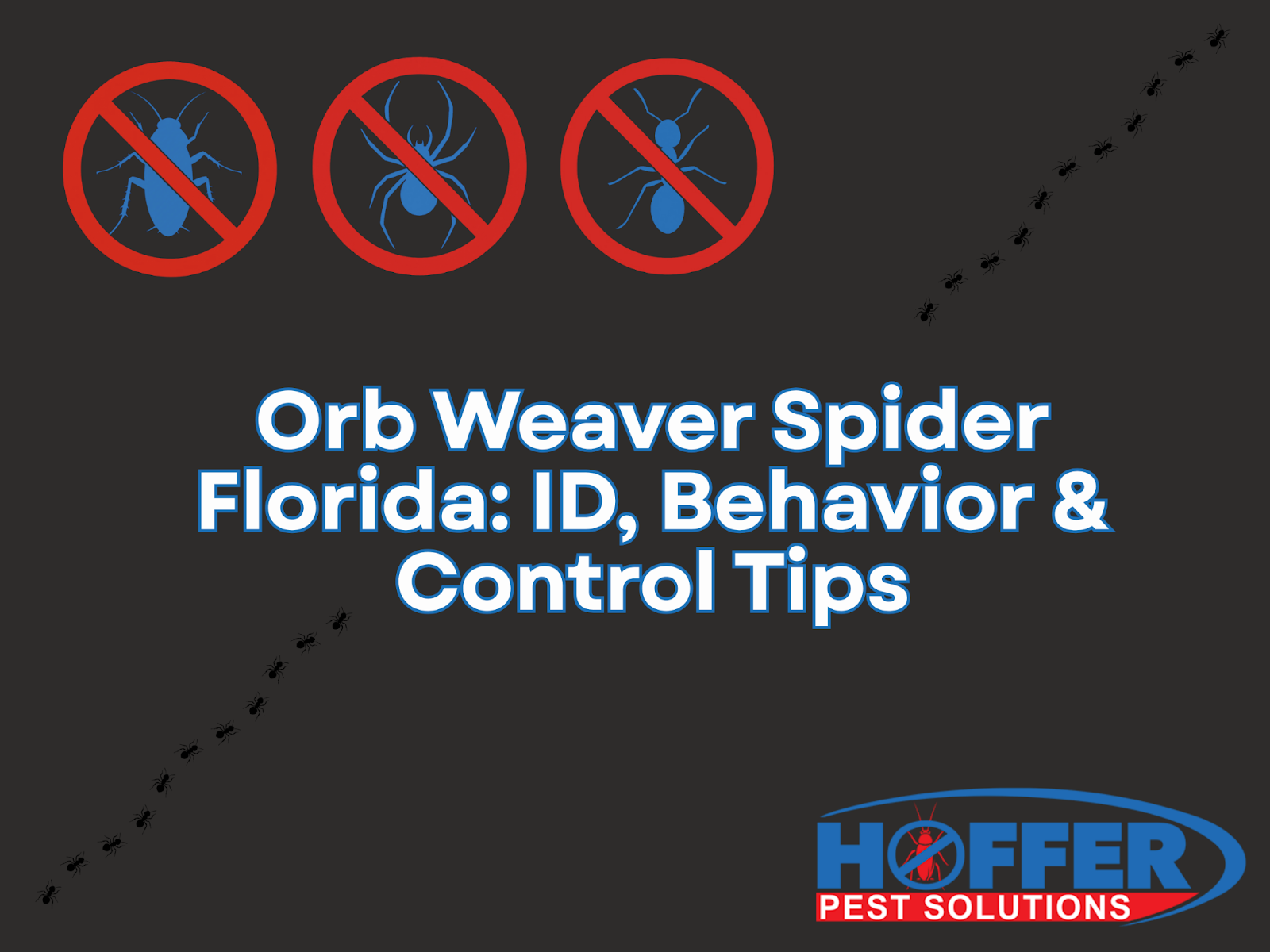 Orb Weaver Spider Florida: ID, Behavior & Control Tips
