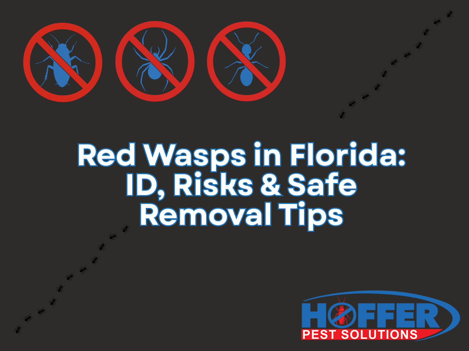 Red Wasps in Florida: ID, Risks & Safe Removal Tips