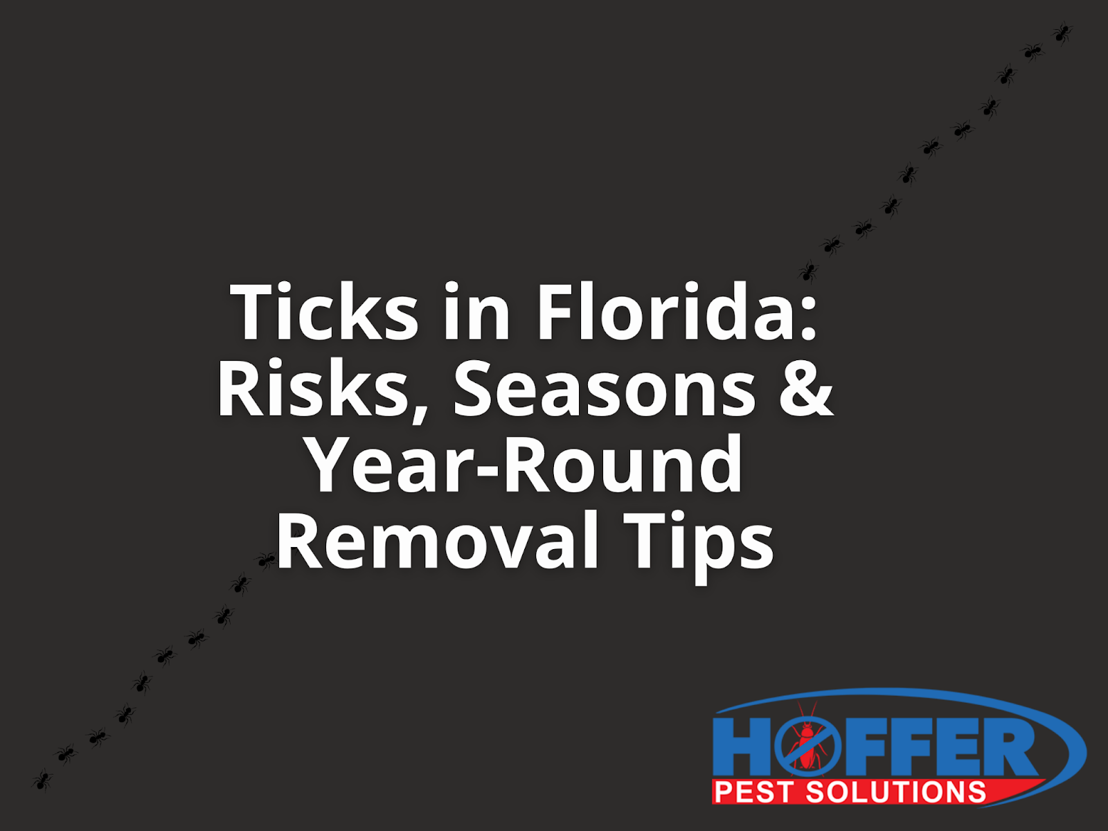 Ticks in Florida: Risks, Seasons & Year-Round Removal Tips