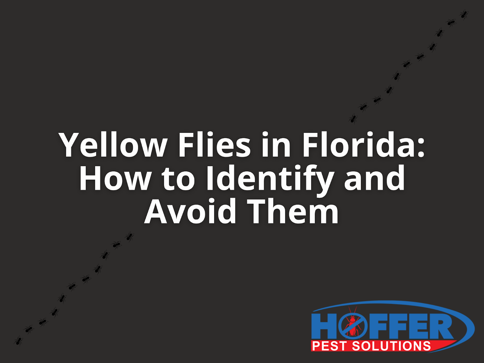 Yellow Flies in Florida: How to Identify and Avoid Them
