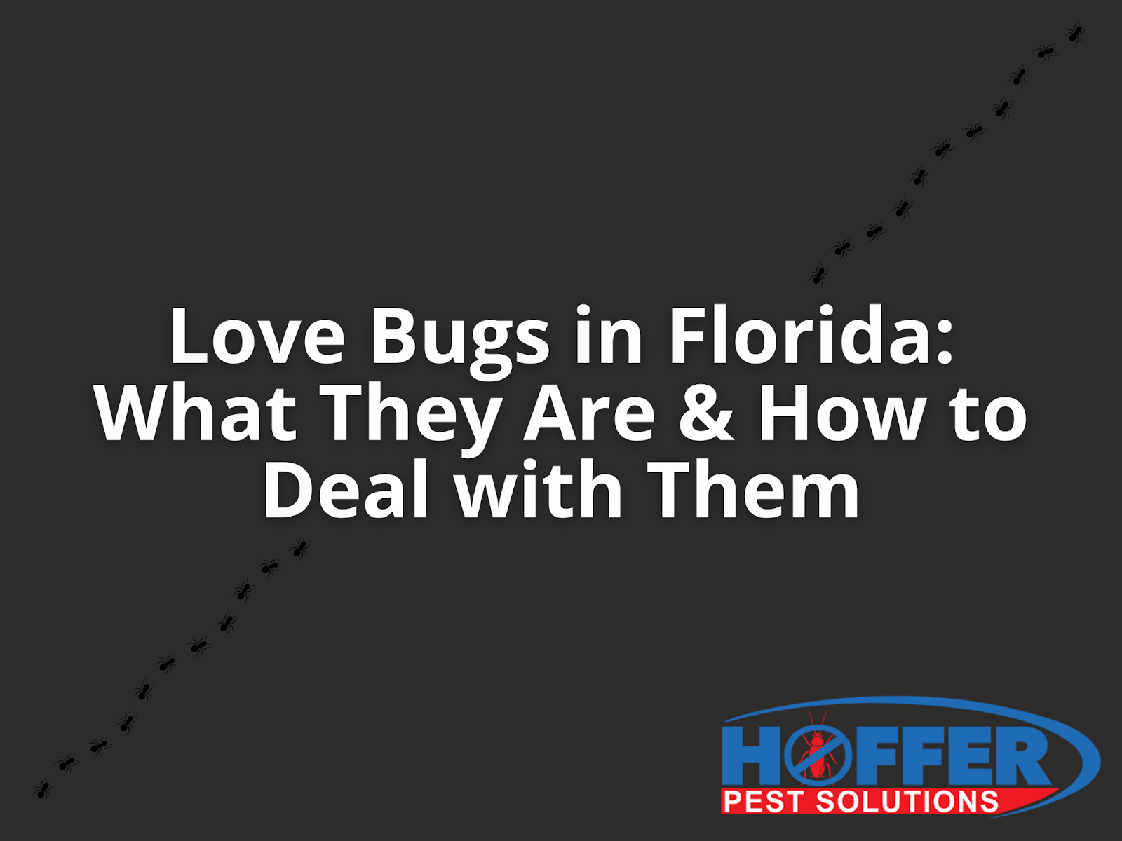Love Bugs in Florida: What They Are & How to Deal with Them