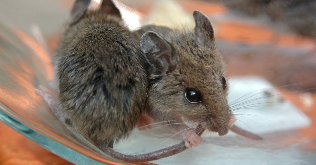 Why Rodents Flock Inside During the Winter