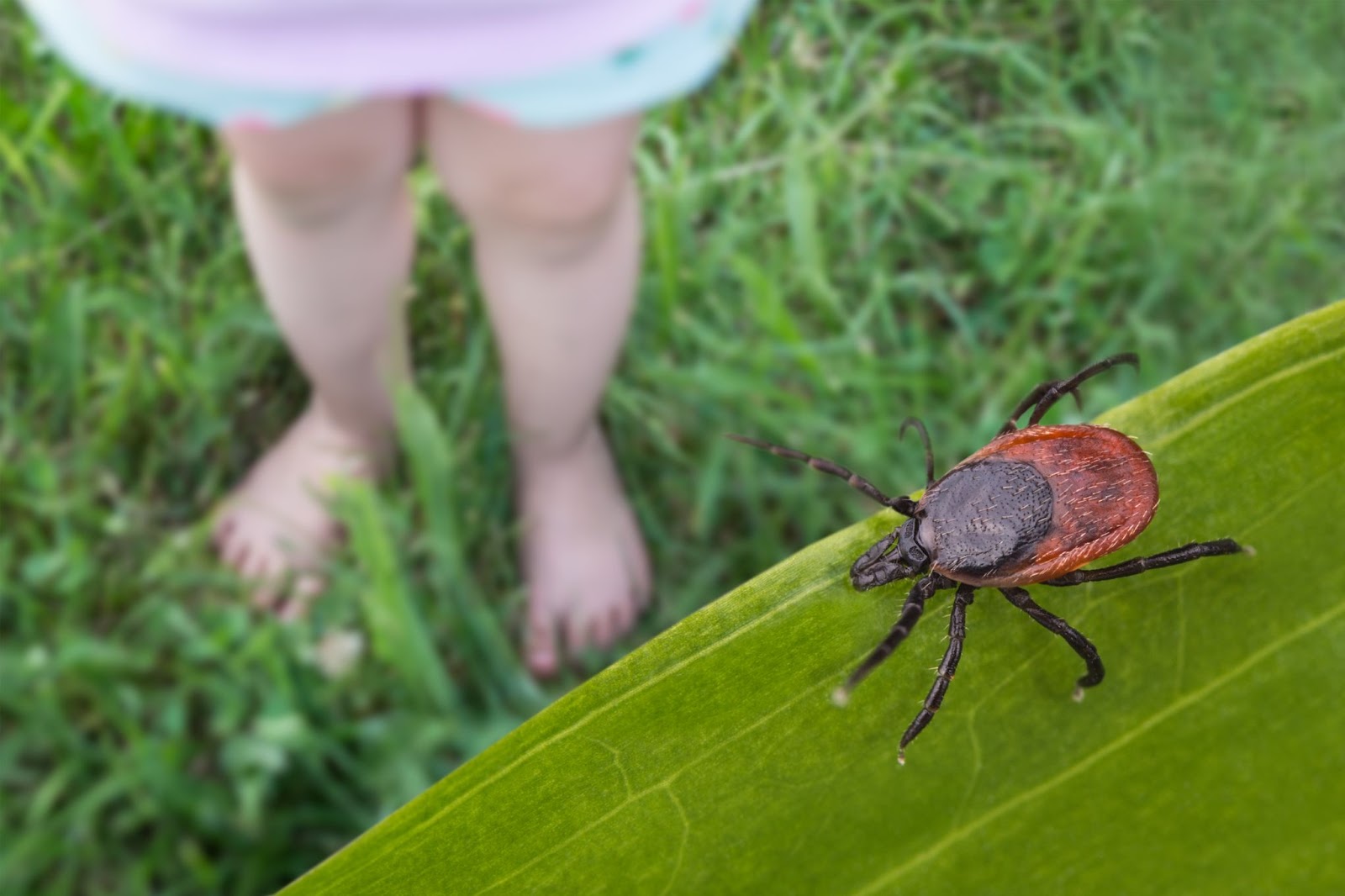 Do Ticks in Florida Carry Lyme Disease? Facts, Myths & Prevention